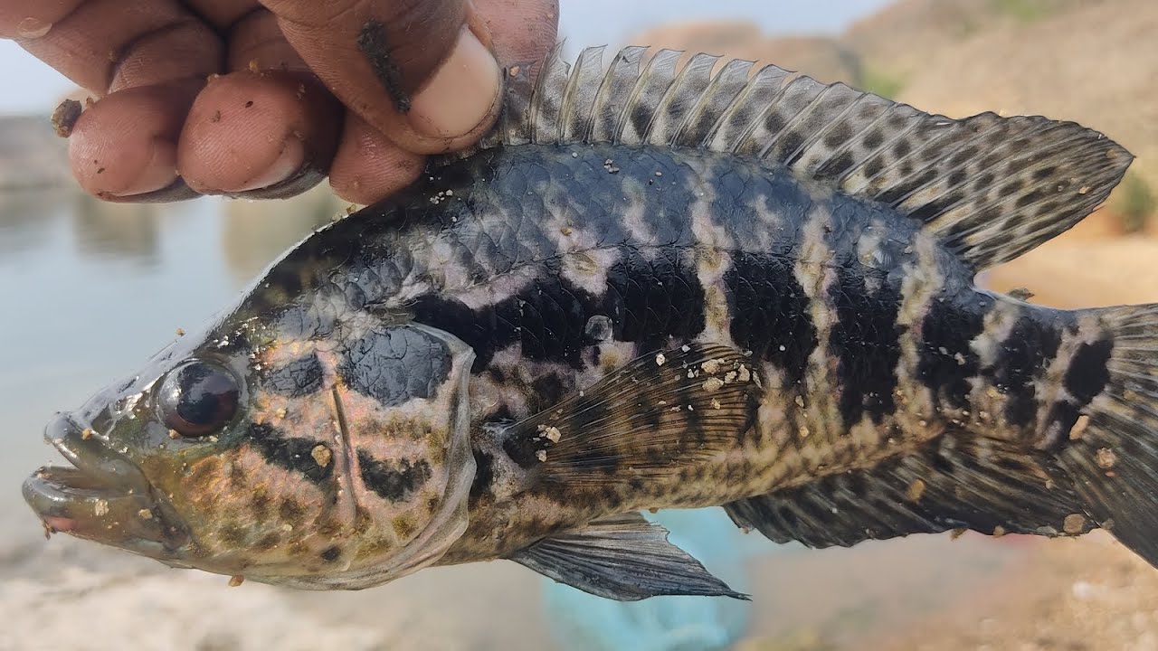 🌺New# cheetah Design PAMPLET Baam Shrimp Tilapia Rahu 🎣🐛🦐🐠🐬🌹🤤🤤Amazing ...