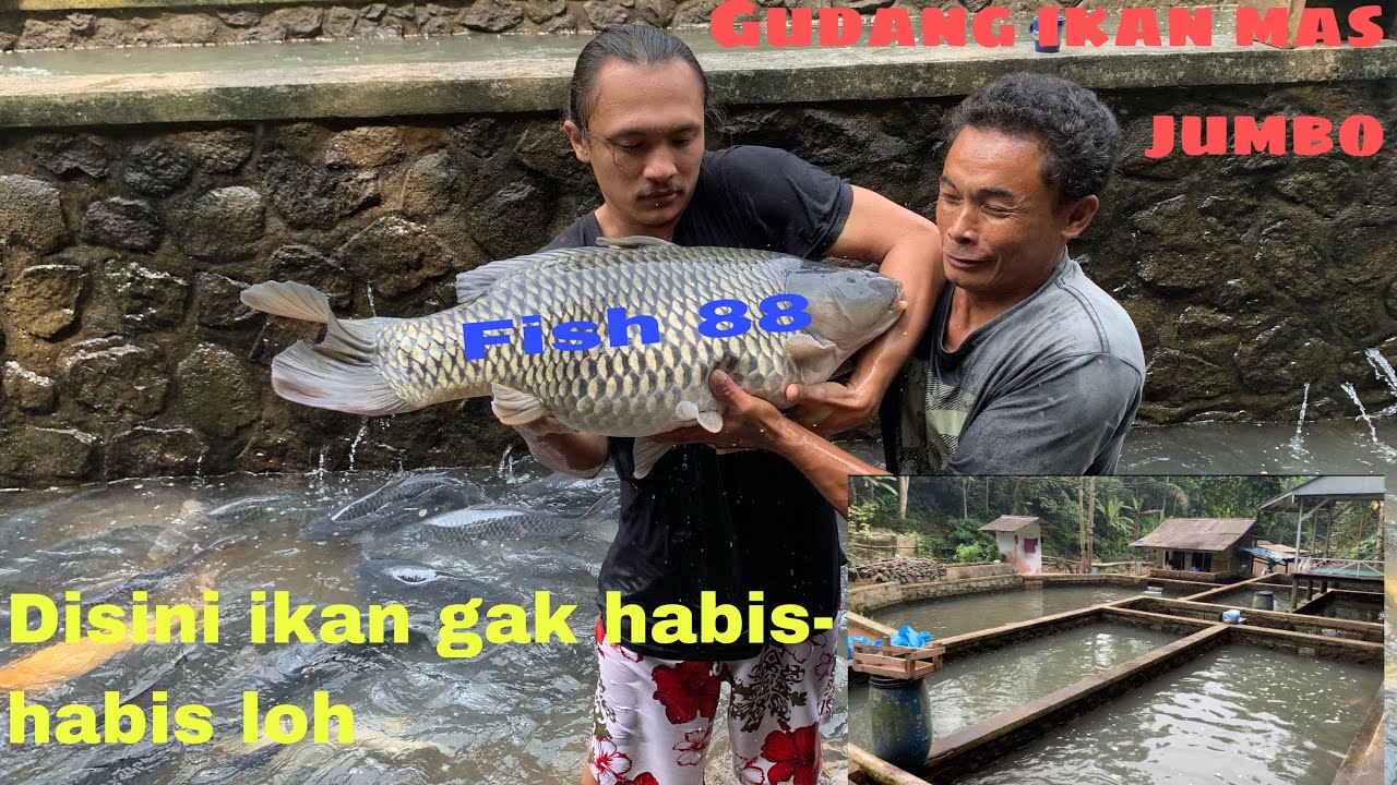 Keseruan panen ikan mas super besar 😎 - YouTube