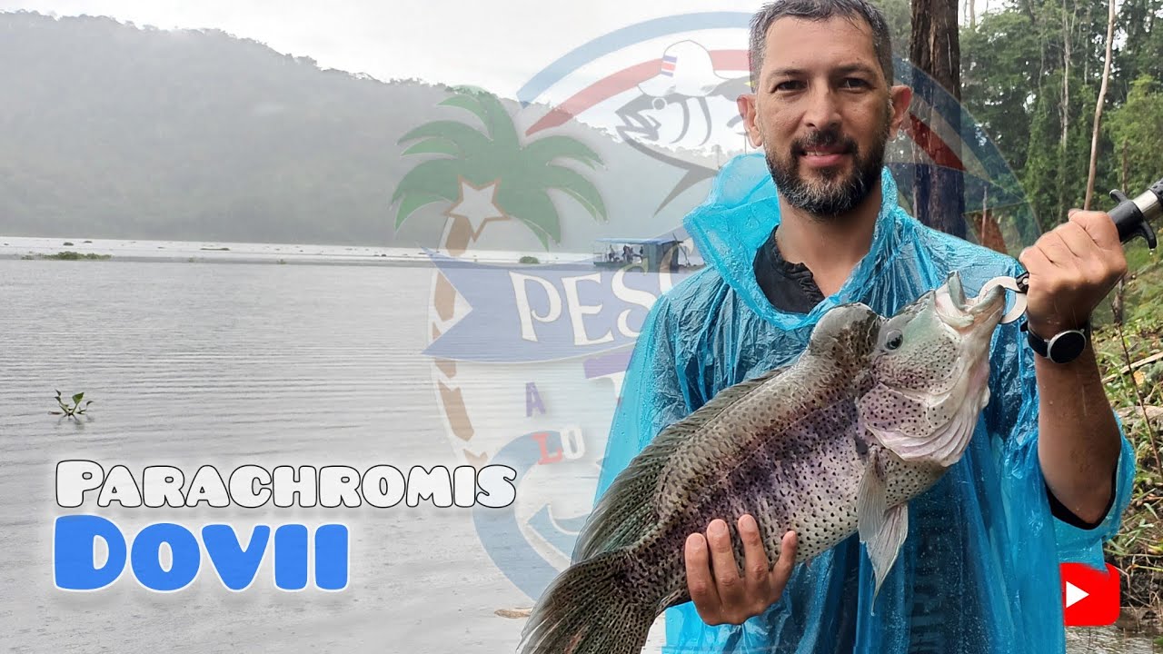 Como diferenciar Guapote Macho o Hembra? 🎣 Parachromis Dovii - YouTube
