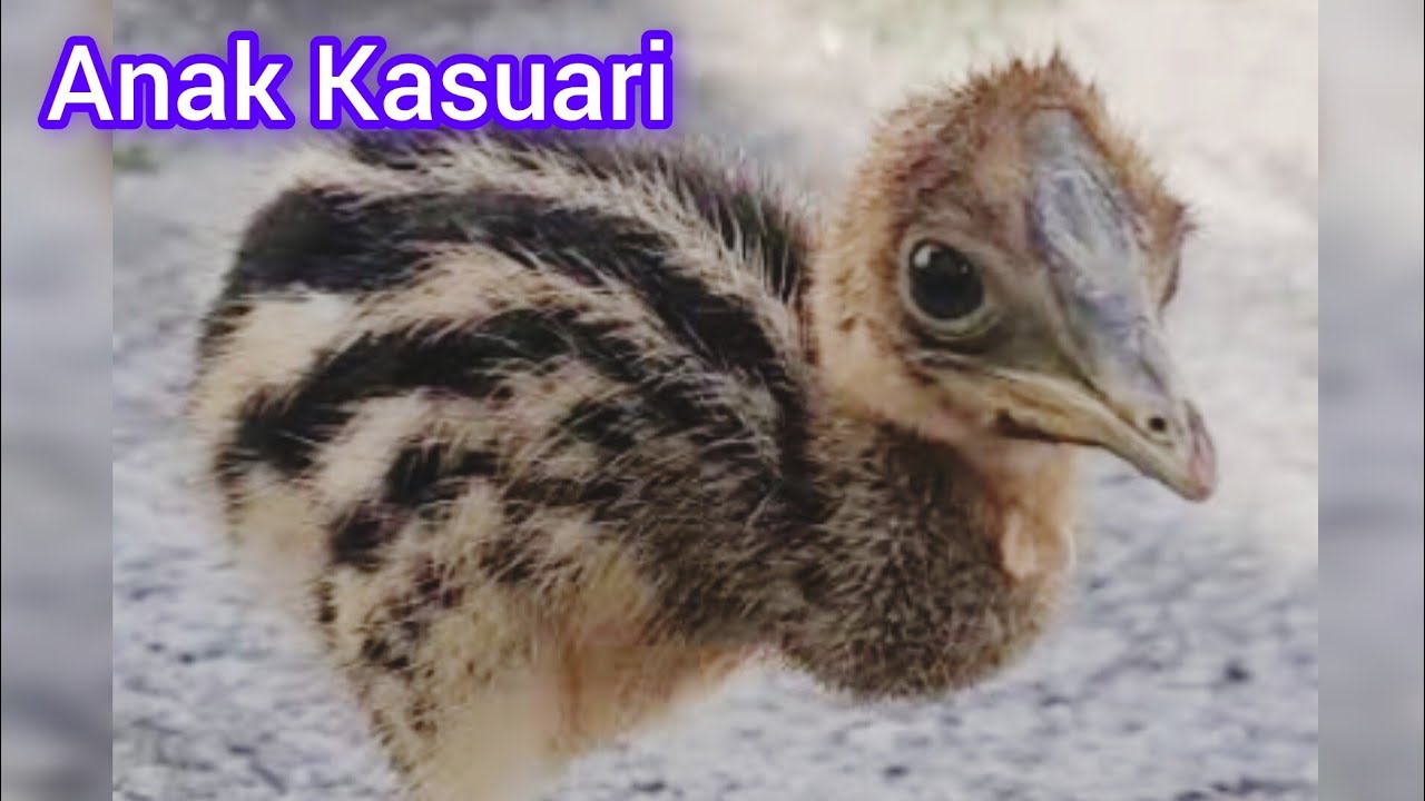 Mengenal Anak Kasuari #animalsprotected #animalsrescue #wildliferescue ...