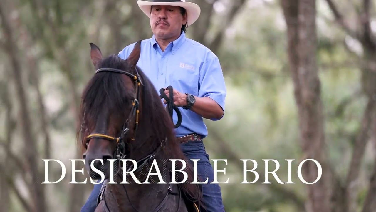 VIVALDI DE BESILU - stallion promo - YouTube