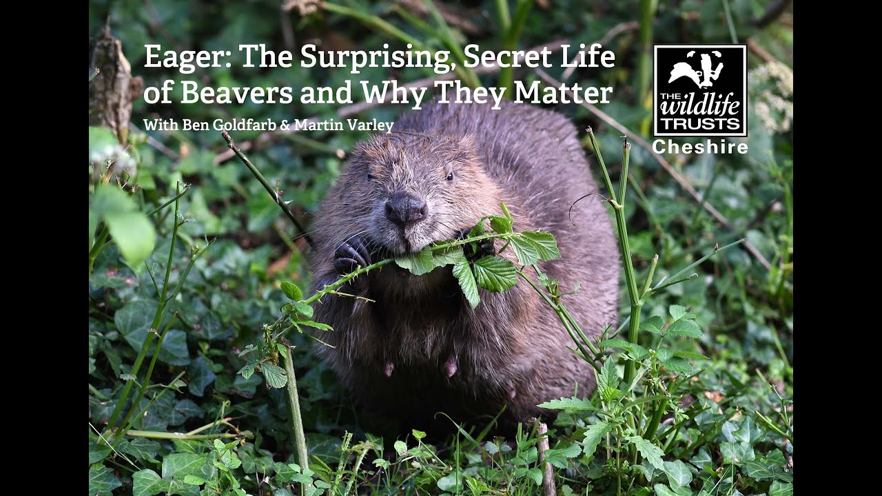 Eager: The surprising, secret life of beavers and why they matter - YouTube