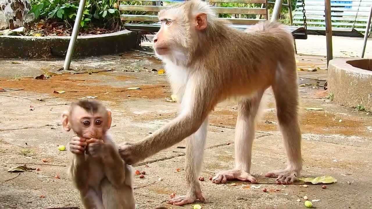 Charming guy MARCO monkey look very gorgeous - YouTube