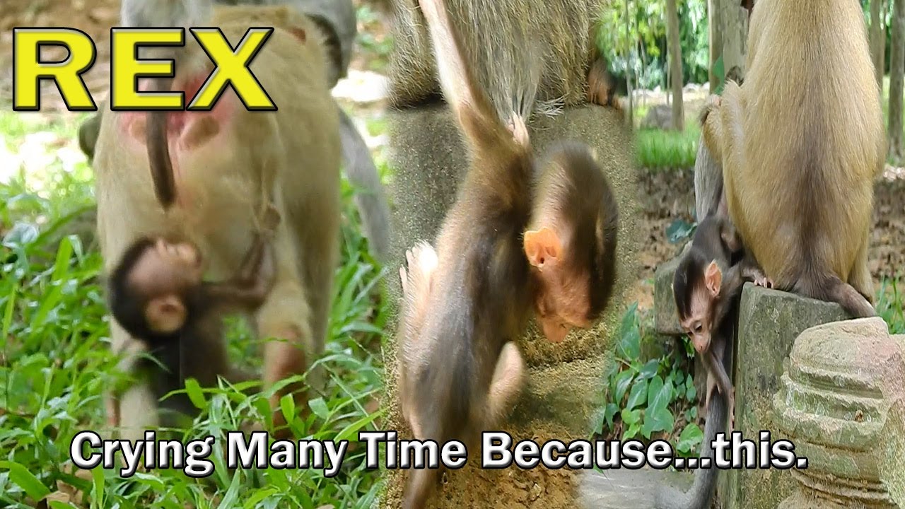 Super Screaming REX..! Baby Crying No Reasons Caused ROSE Mom So Bored ...