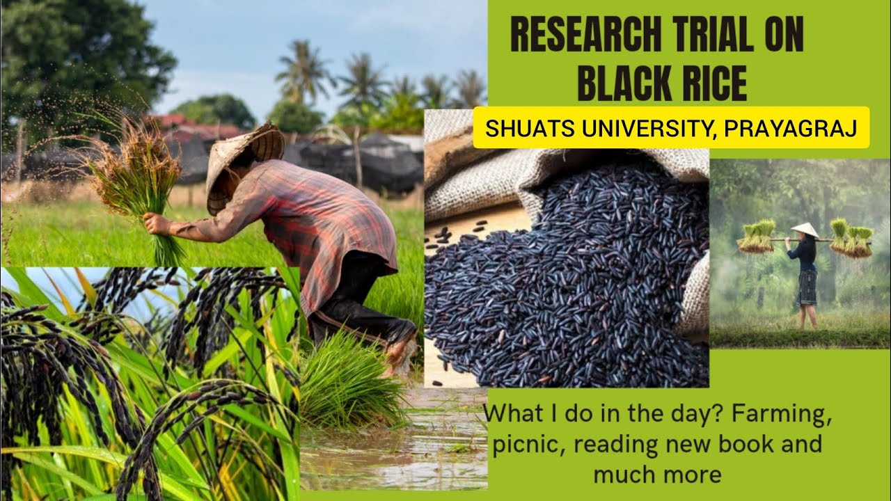 Cultivation of Black Rice @ Chakhao in Manipur #SHUATS University ...