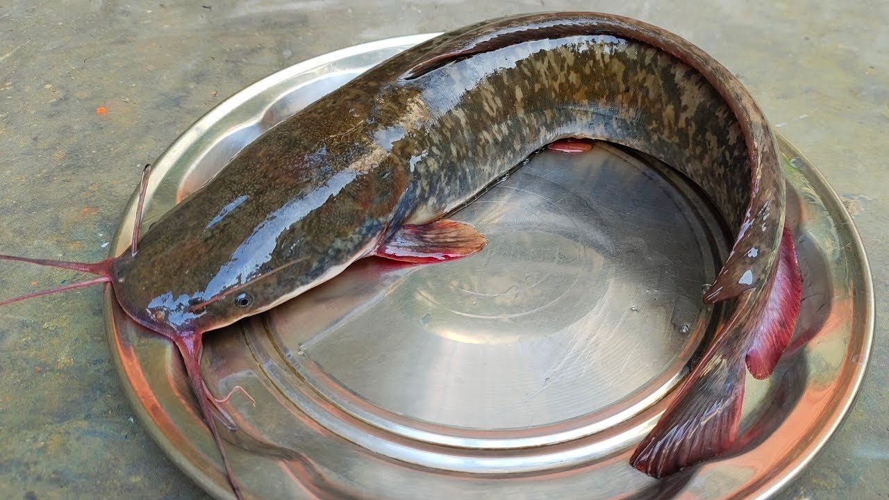 Bangur Fish Curry Recipe | Bangur Machhhli Kaise banaye | Fish Curry ...