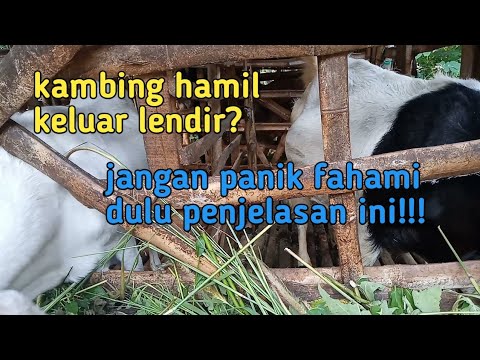 macam macam lendir yang keluar dari kemaluan kambing hamil(sering ditanyakan sahabat bang j ternak)