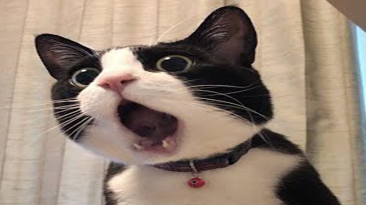 When a silly Cat becomes your best friend😹The funniest animals and pets ...