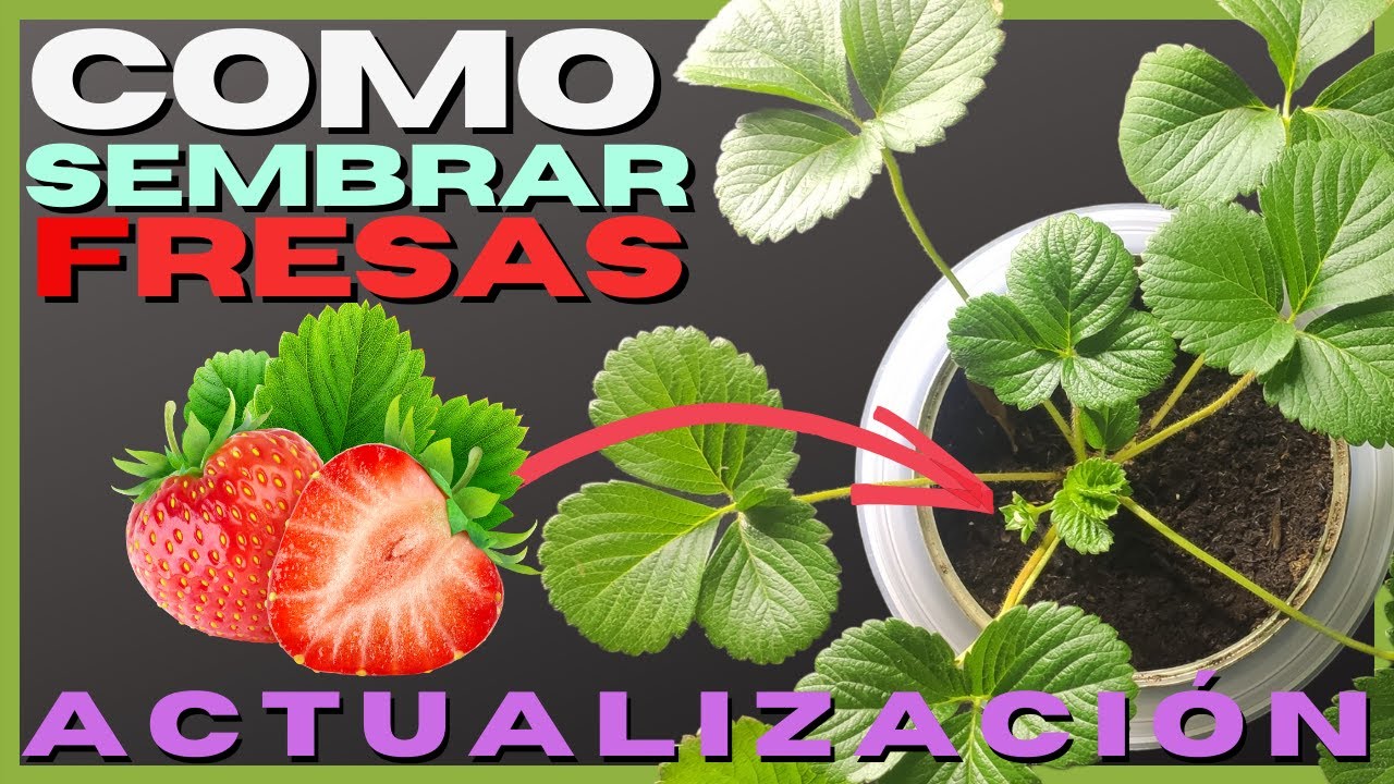 🍓 Como Sembrar Fresas En Casa 🍓🌱 Parte 3 Youtube