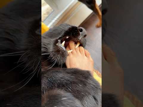 Panther loves feet 😌