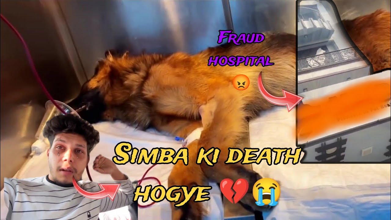 Simba ki death hogya 💔😭😭 RIP 💔 Fraud Hospital 😡 - YouTube