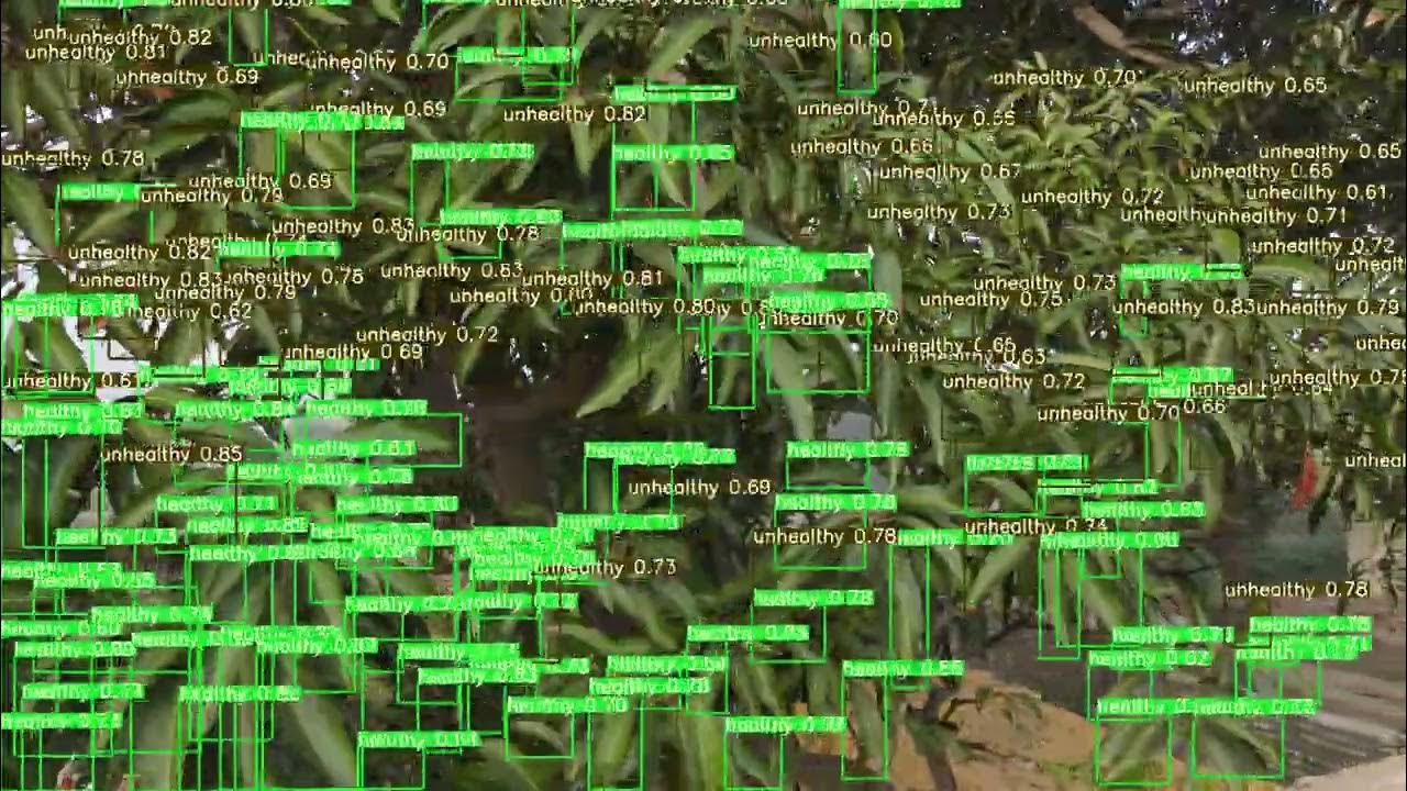Mango Leaf Health Detection with YOLOV7 - YouTube