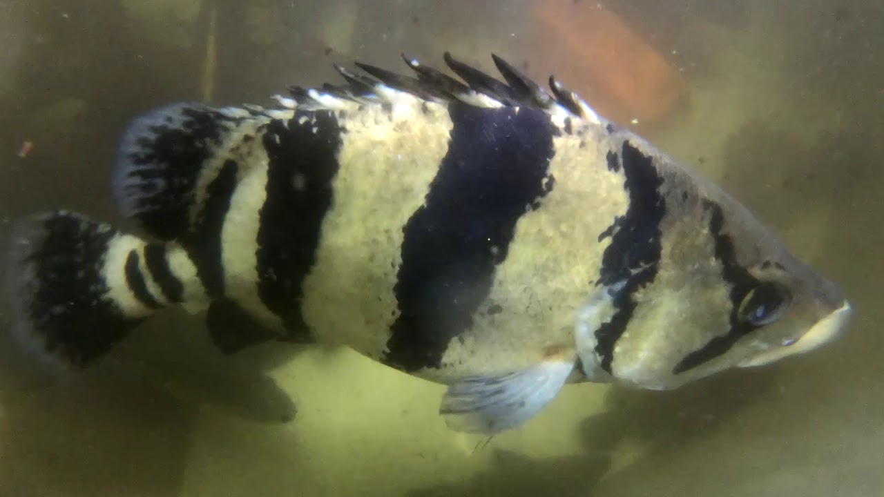 Siam Tiger and Indonesian Tiger Fish underwater feeding video - YouTube