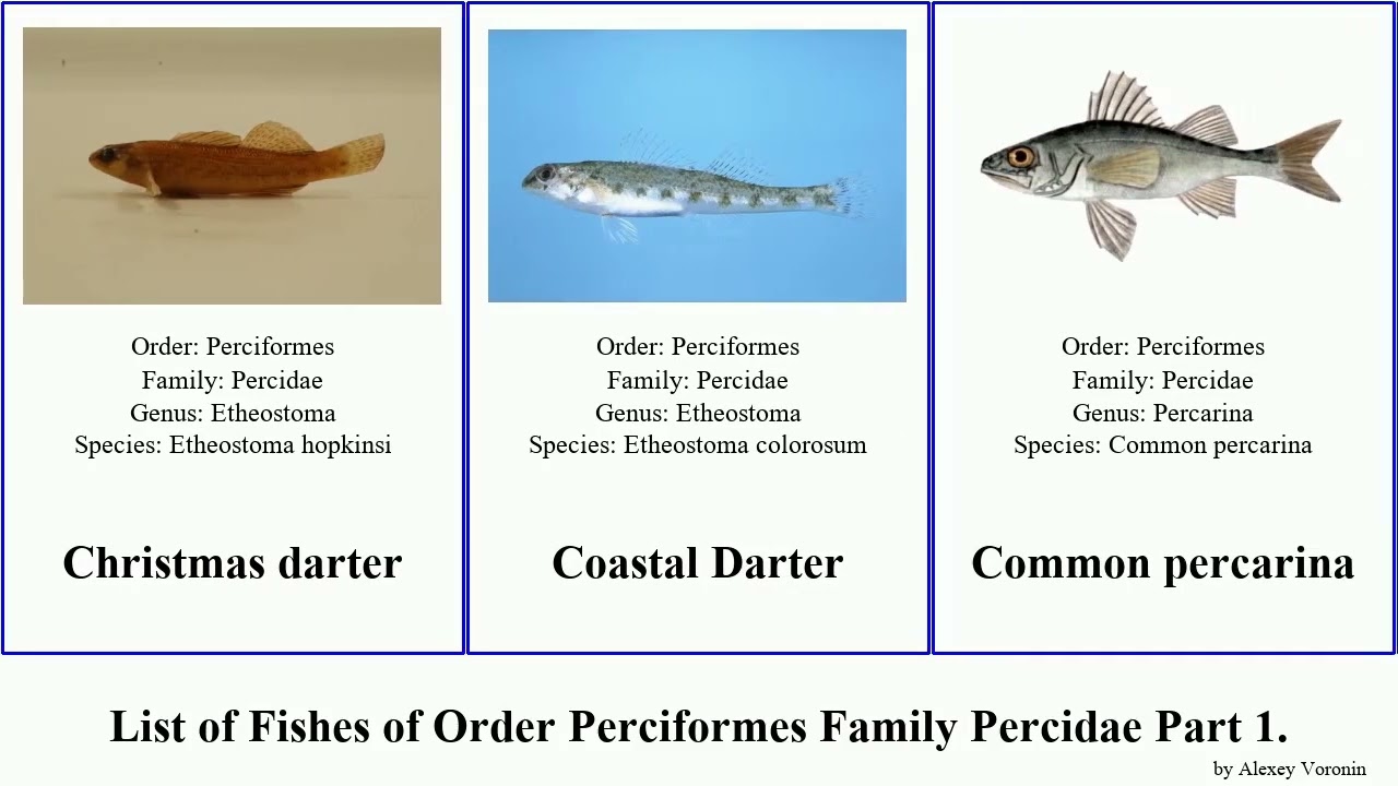 List of Fishes of Order Perciformes Family Percidae Part 1. darter ...