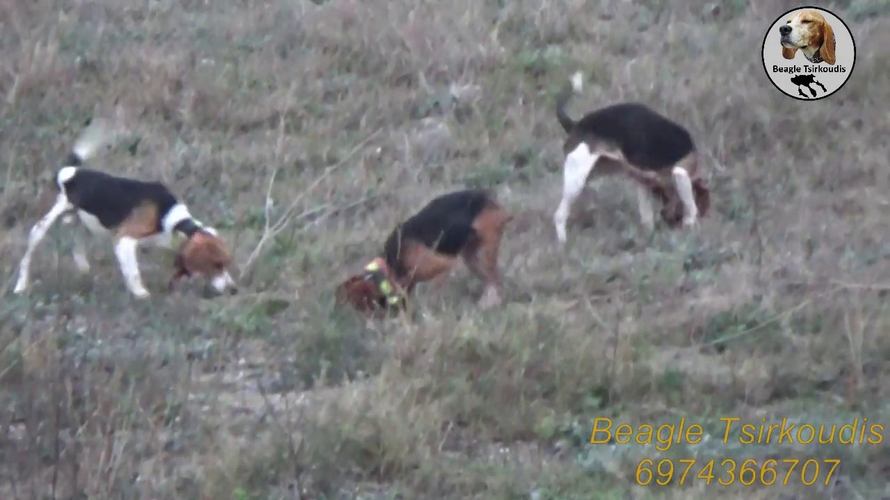 beagle tsirkoudis κυνηγι λαγου 5-12-2008 - YouTube