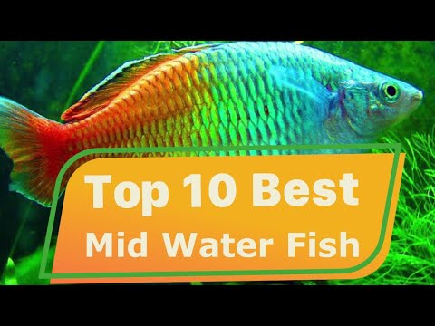 Top 10 Best Mid Water Fish - YouTube