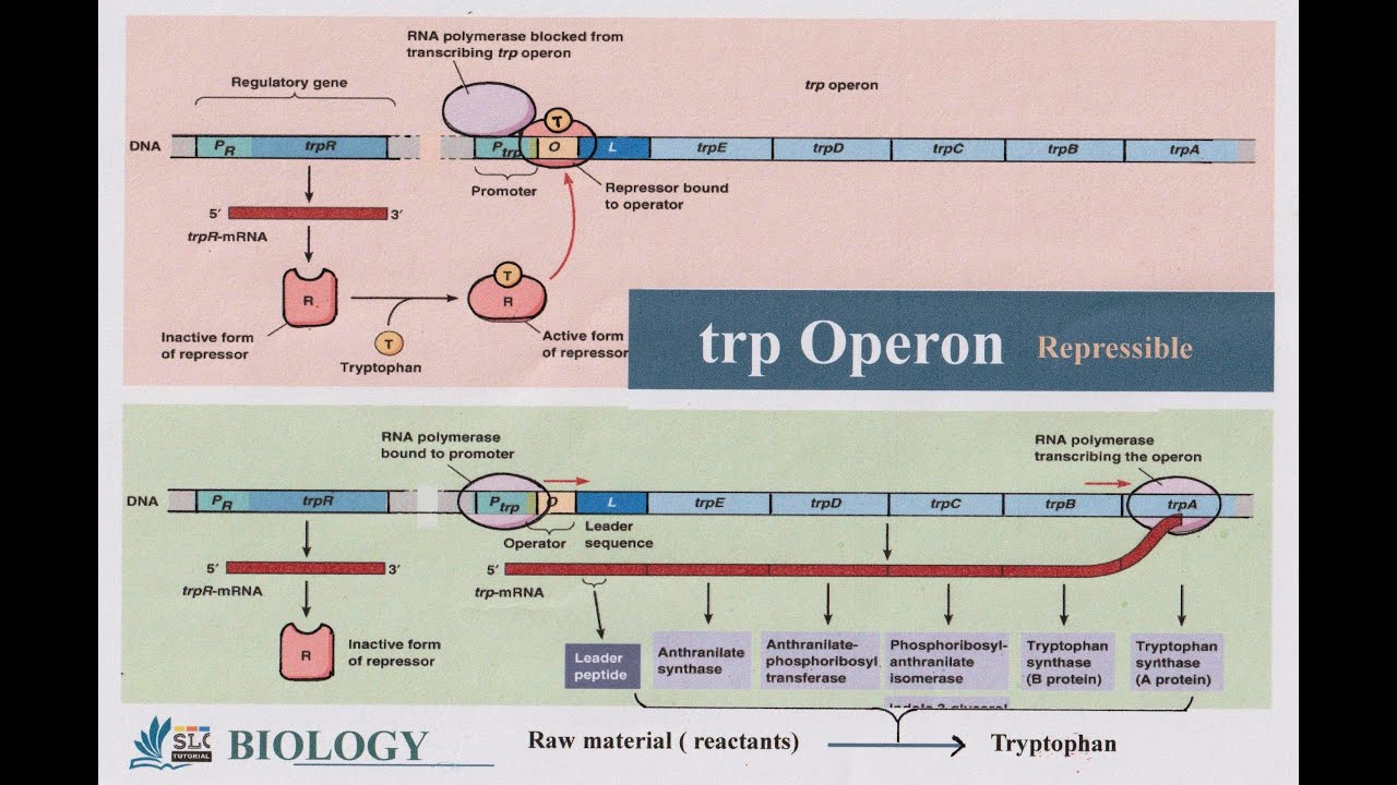 Molecular Basis of Inheritance Class 12 // Tryptophan Repressible Operon - YouTube