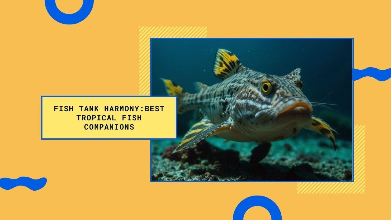 Fish Tank Harmony: Best Tropical Fish Companions - YouTube