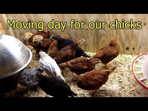 Moving our chicks to their new coop (Hen House) - YouTube