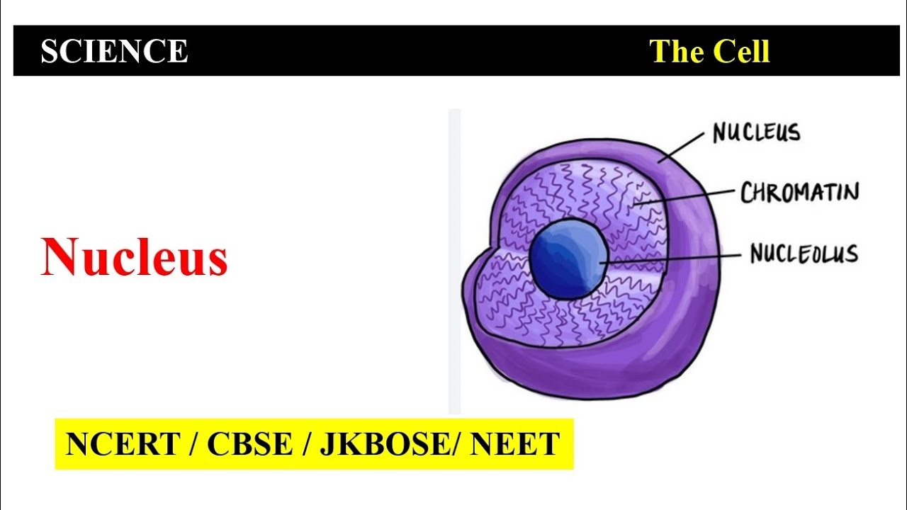 Nucleus Structure & Functions in Hindi || Nucleolus || Nuclear Membrane || Nucleoplasm - YouTube