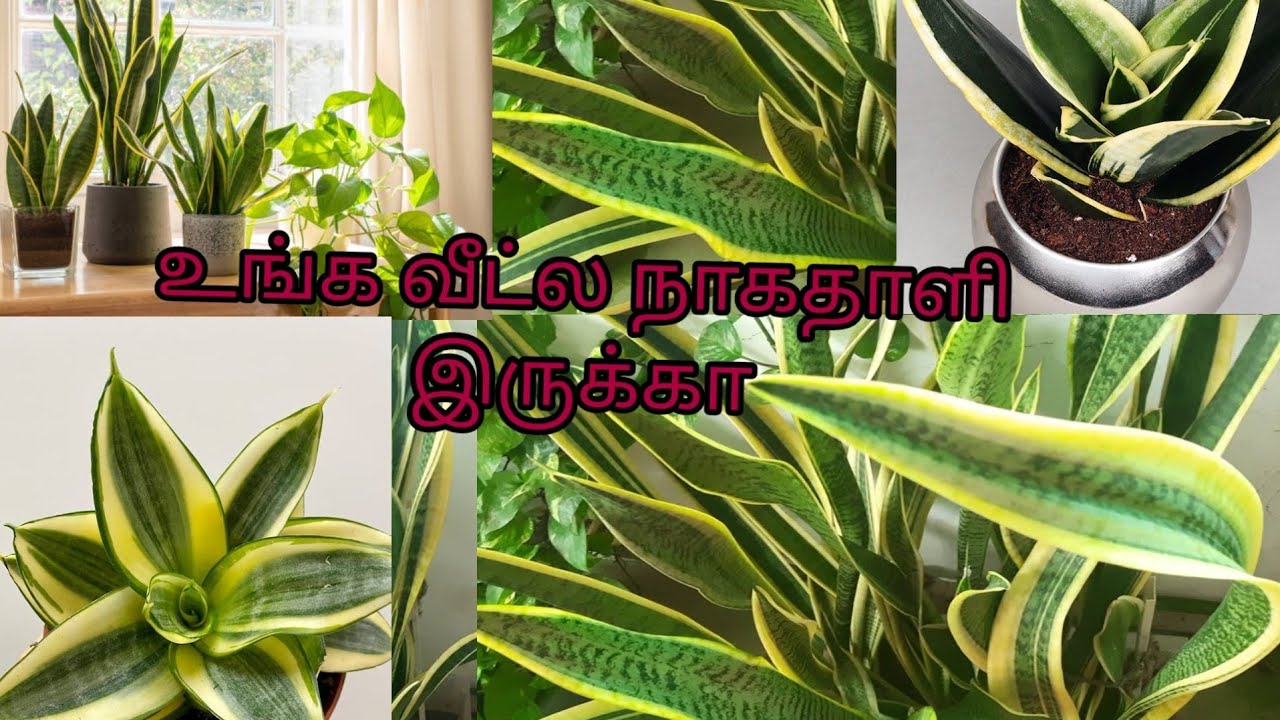 வீட்ல நாகதாளி கற்றாழை /Snake Plant Benefits / - YouTube