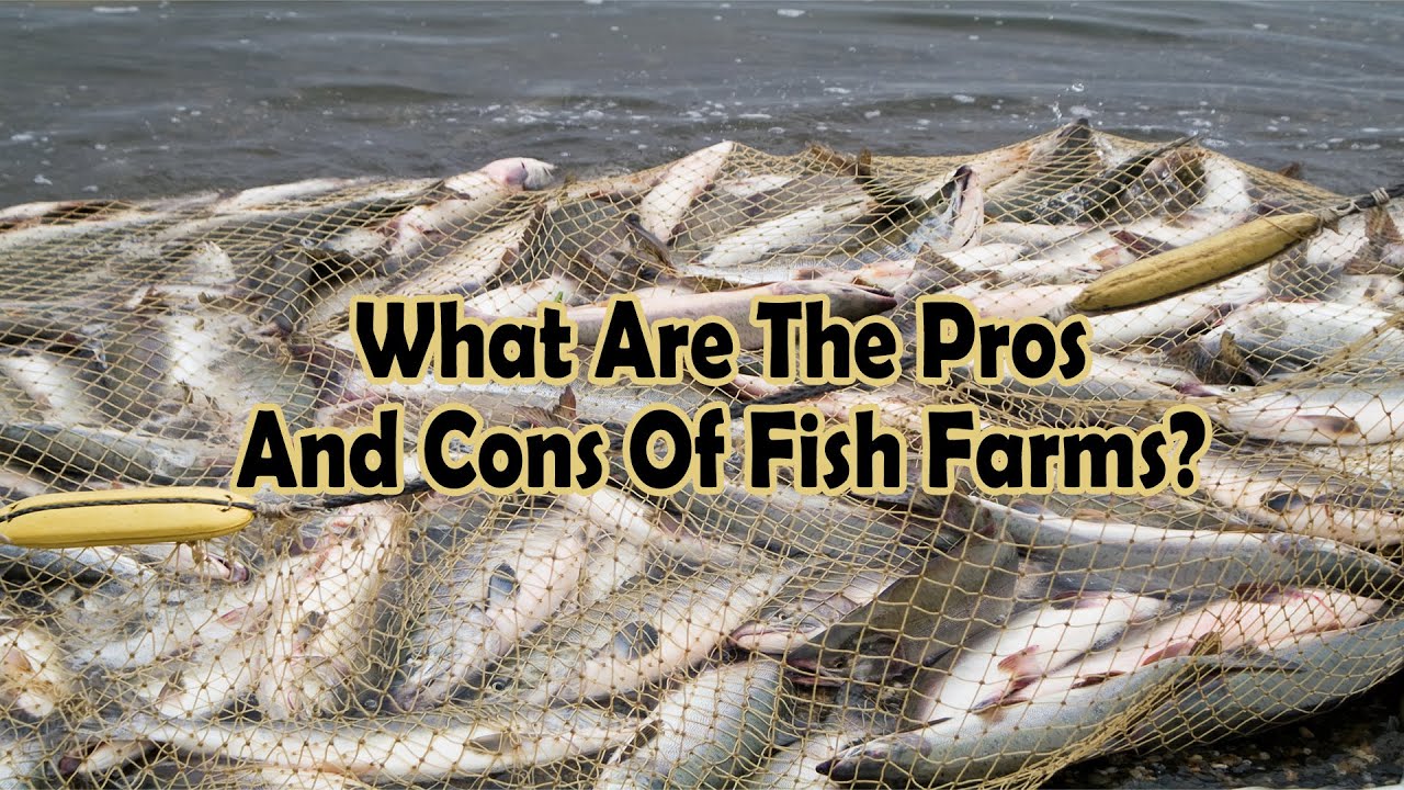 What Are The Pros And Cons Of Fish Farms? What About Nuclear Energy ...