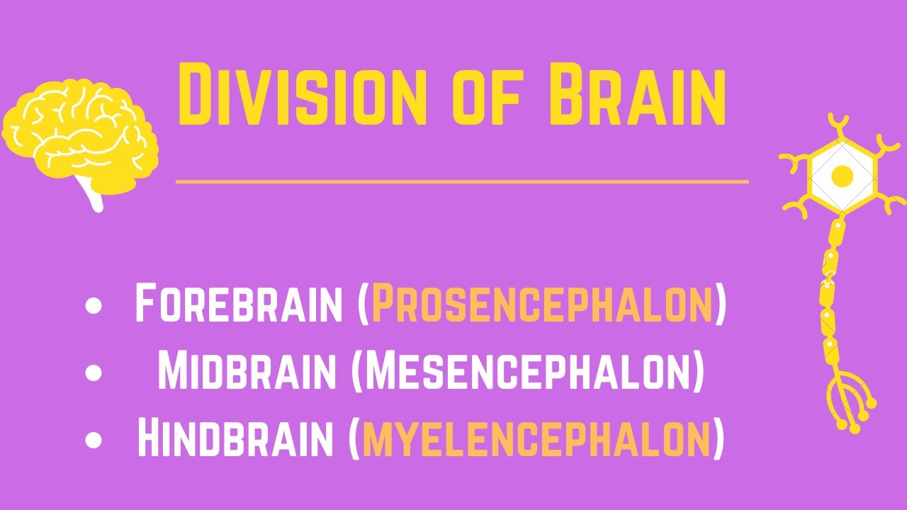 Division of Brain | Parts of Brain | Forebrain - Midbrain - Hindbrain ...