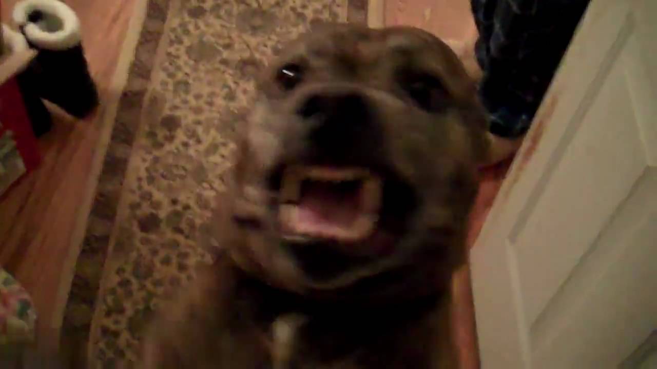 Smiling and Crying Pit Bull - YouTube