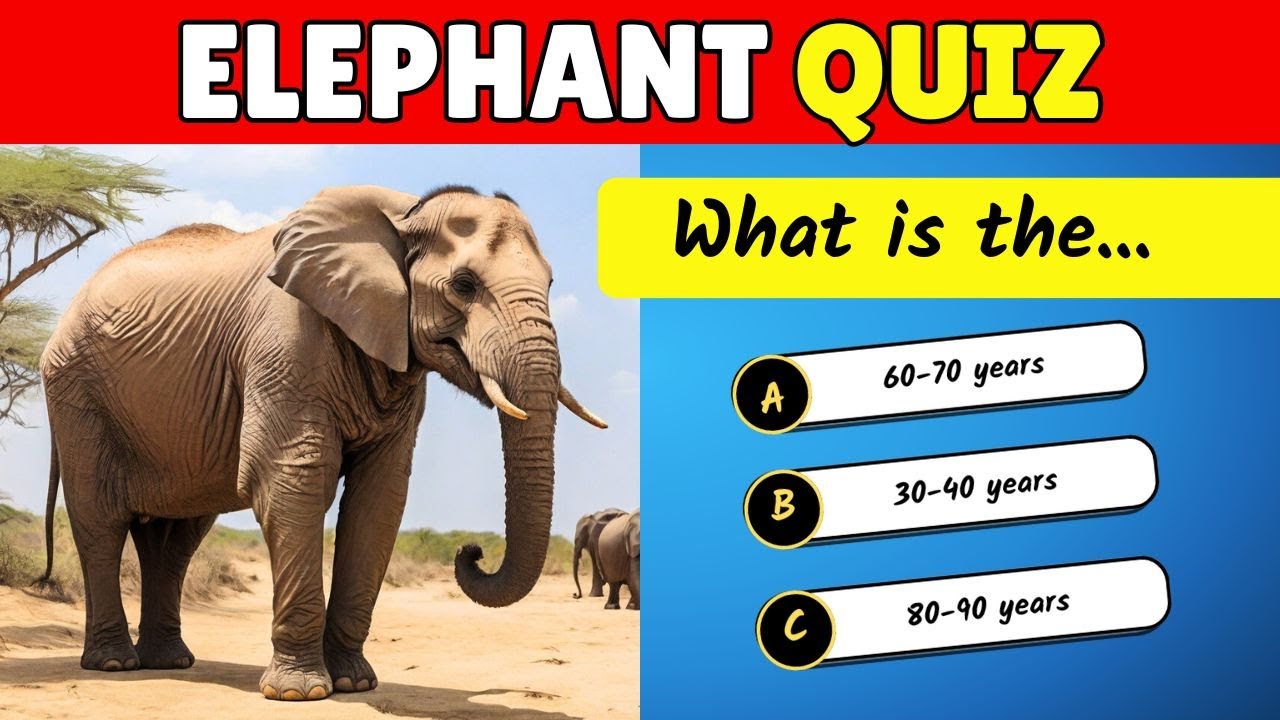 How good is your Elephant Knowledge? 8 interesting facts | Magic Kids ...