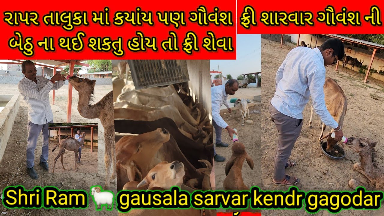 Shri Ram 🐏 gausala all animals free seva 🐫 gagodar - YouTube