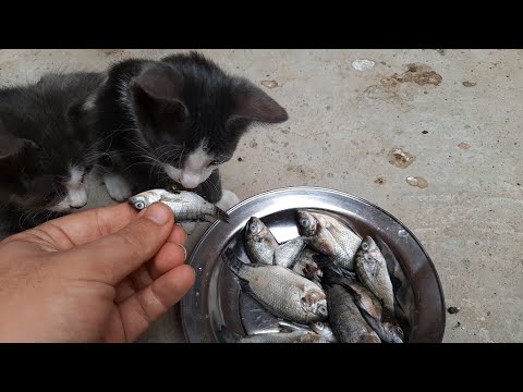 Mother Cat Learn Kittens How To Eat Fish - YouTube