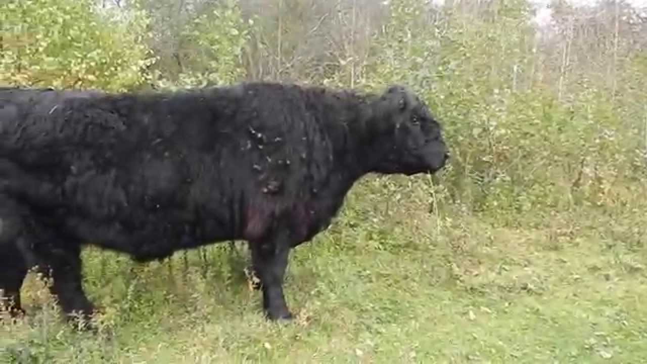 O'vrne 19 okt 2014 Galloway Rund in Oostvoorne - YouTube