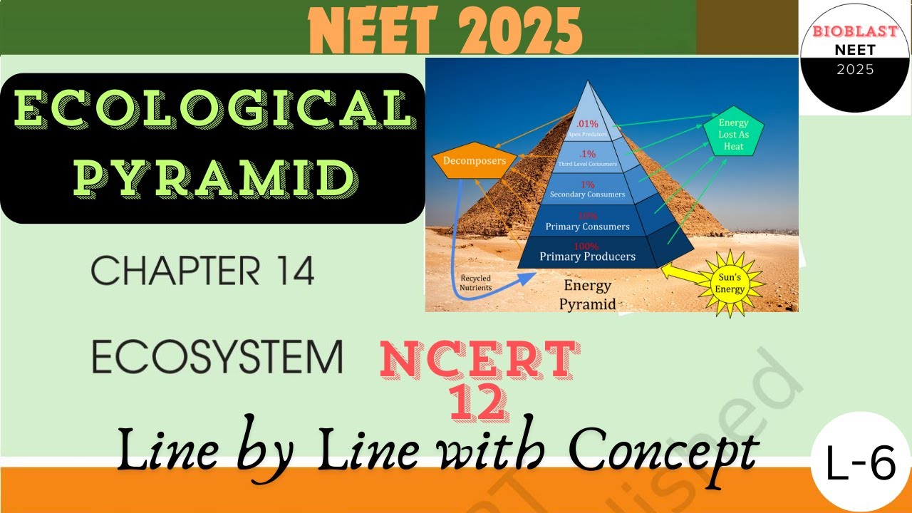 #ncert #ecological #pyramid #ecosystem #functions #ncertbiology #neet # ...