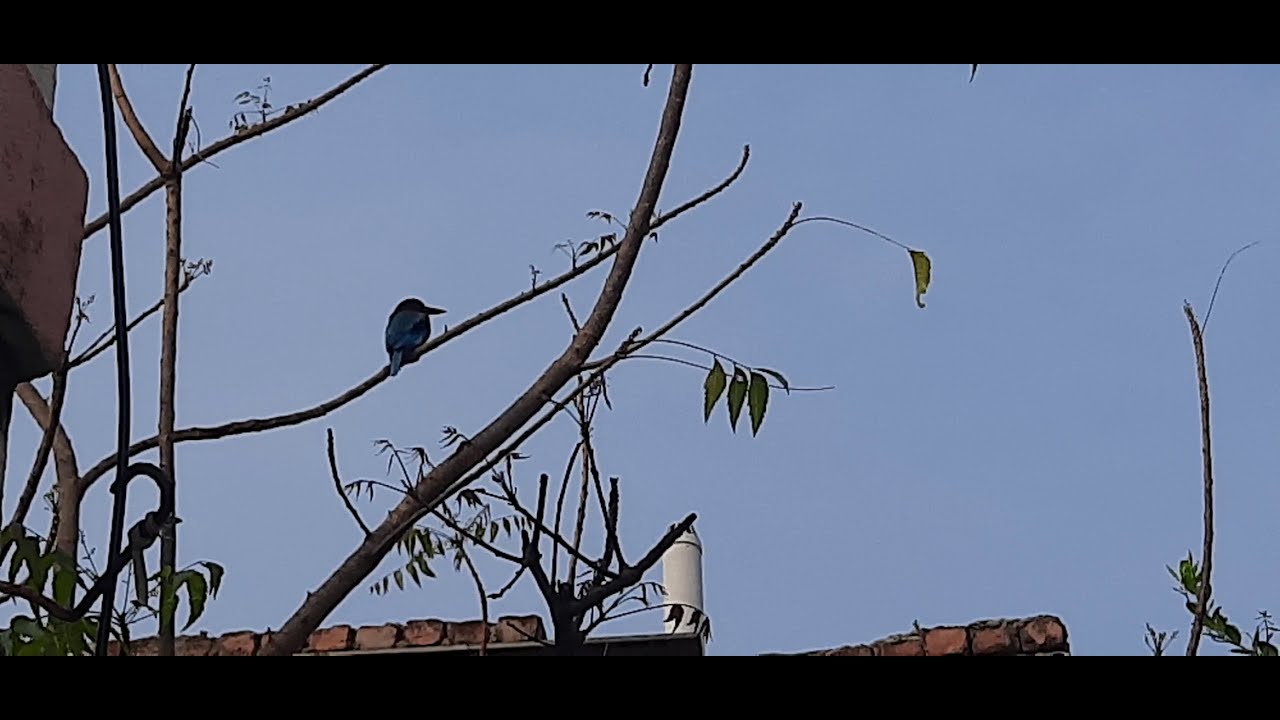 Andhra Pradesh Palapitta Bird, Indian Roller Bird on Neem Tree Spotted ...