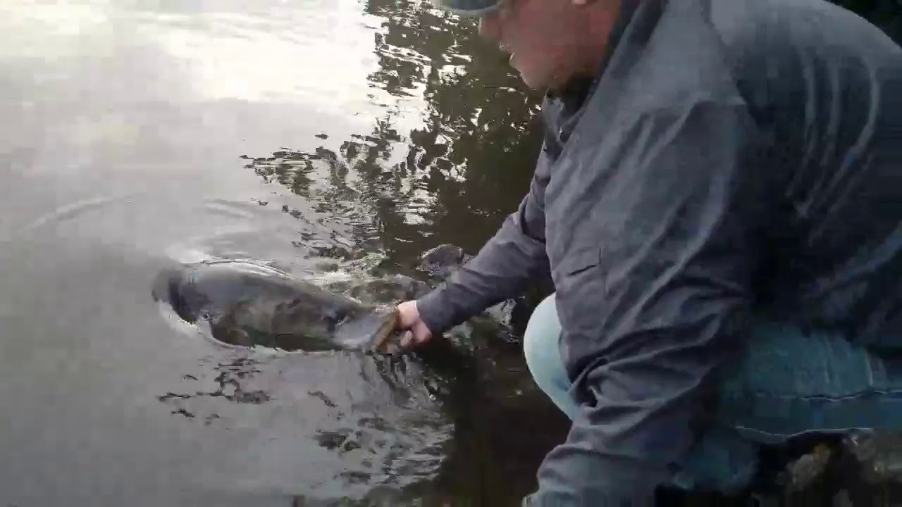 "spillway slob" Monster snook on jig - YouTube