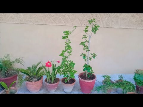 HOW TO REPOT ROOT BOUND HIBISCUS AND CHINA ROSE PLANTS #yasmeen #garden ...