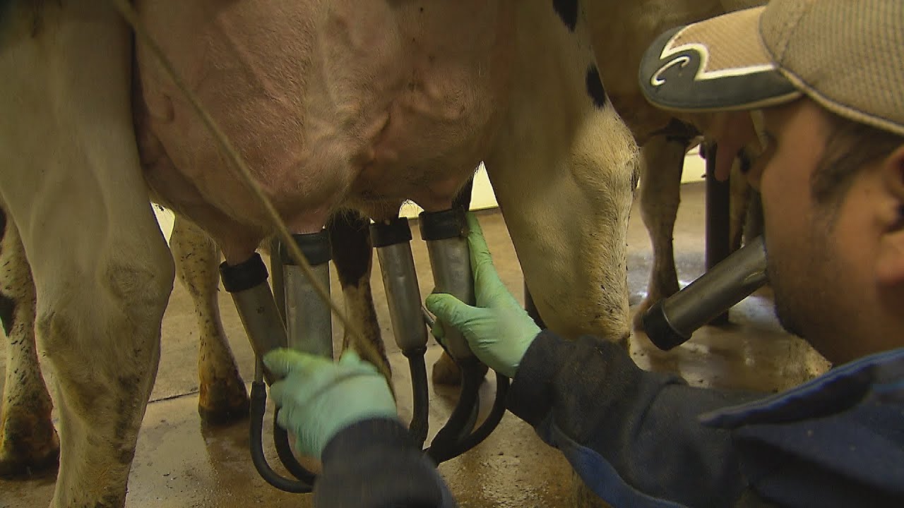 Washington dairy workers to earn overtime pay - YouTube