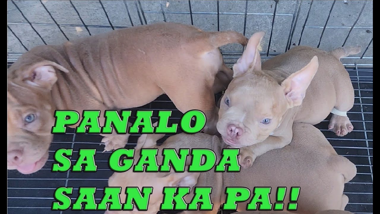 MAGANDA NA POGI PA SAAN KA PA EXOTIC BULLY PUPPIES | DON RAIDER VLOG ...