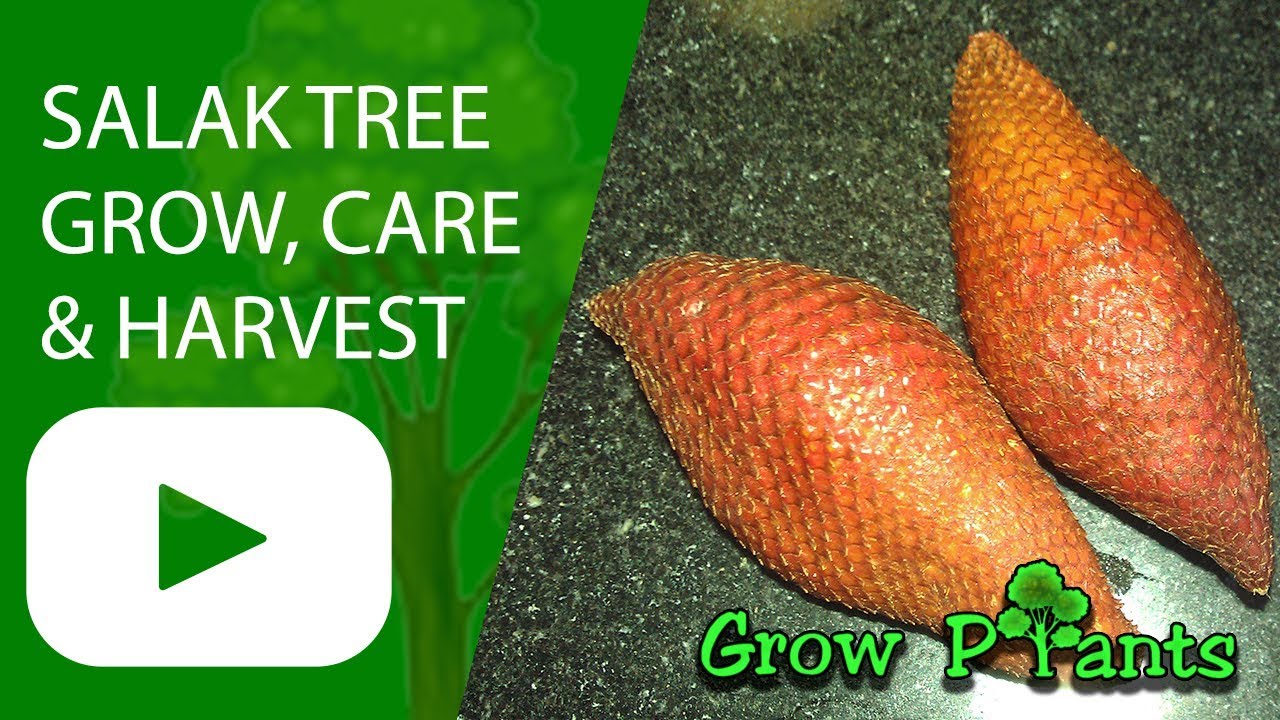 Salak tree - How to grow & care - YouTube