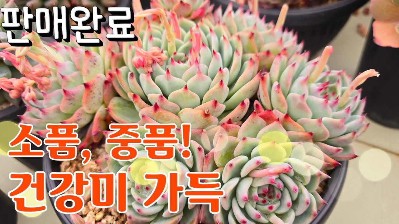 3월16일 분채배송🟡 로즈퀸금 로라 중품 대품 건강미 가득 다육 모음01048583904 다육이 다육식물 특가다육