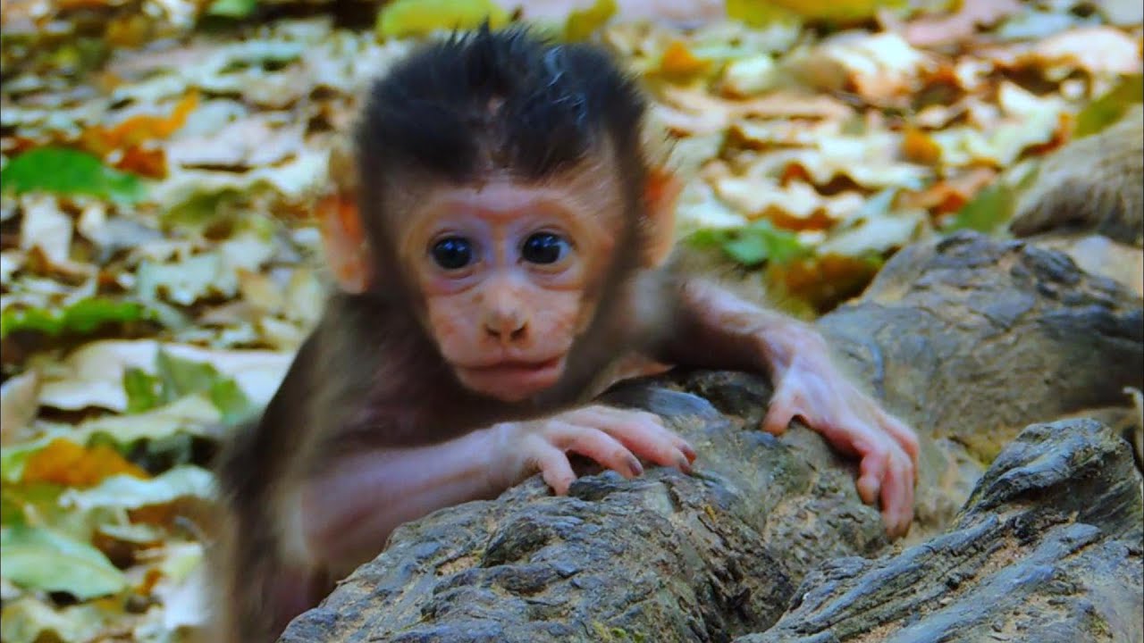A lovely newborn baby slowly walking through the wooden root ...
