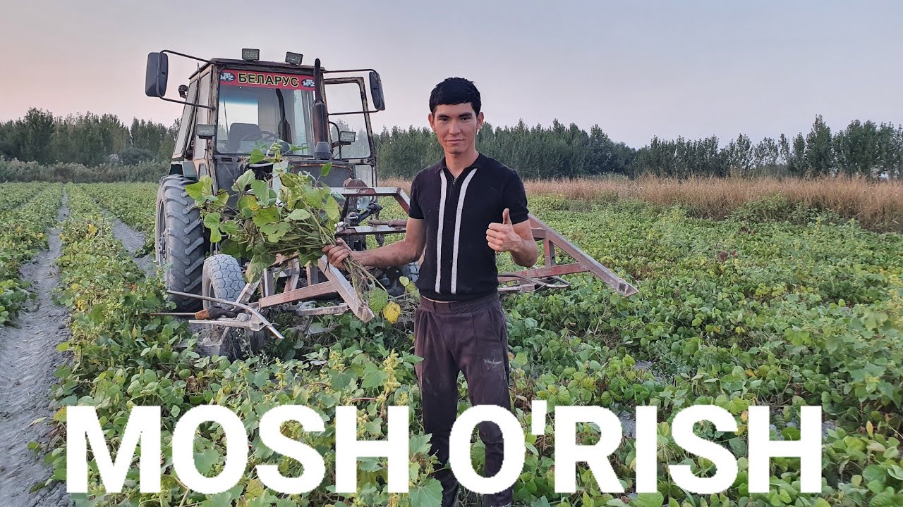 MOSH O'RISH BOSHLANDI BUNAQASI HALI BOʻLMAGAN O'ZBEKISTONDA ☎️+998(99 ...