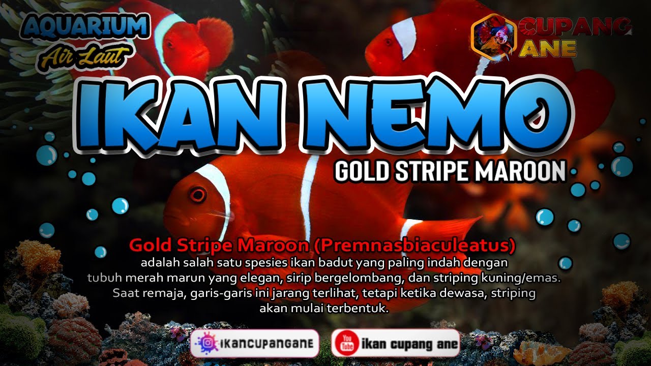 Ikan Nemo Gold Stripe Maroon Ala Ikan Cupang ane - YouTube