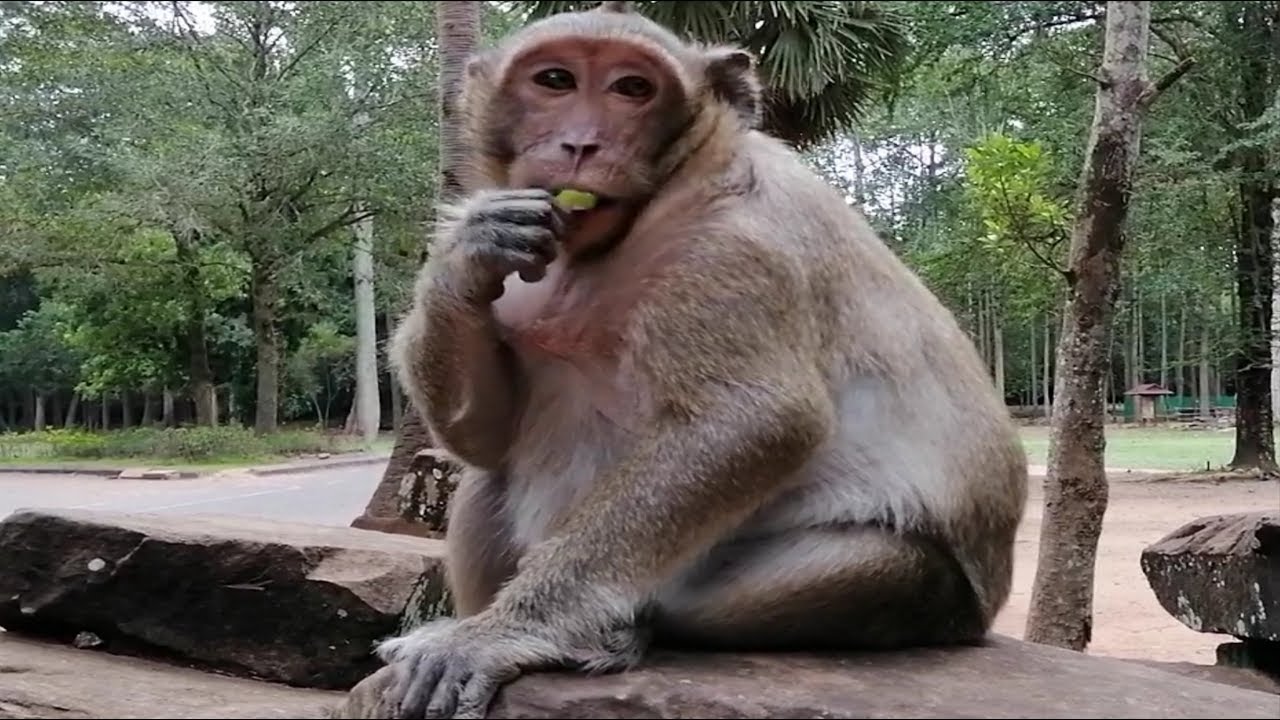 Big Belly Monkey Sweetpea Sit To Wait You, Sweetpea Fun Monkey Cry ...