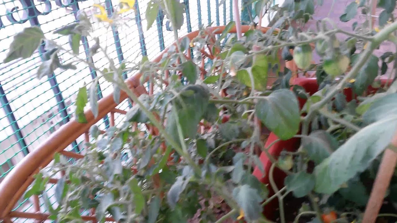 Καλλιεργια Ντοματες & Πιπερια σε Μπαλκονι - YouTube