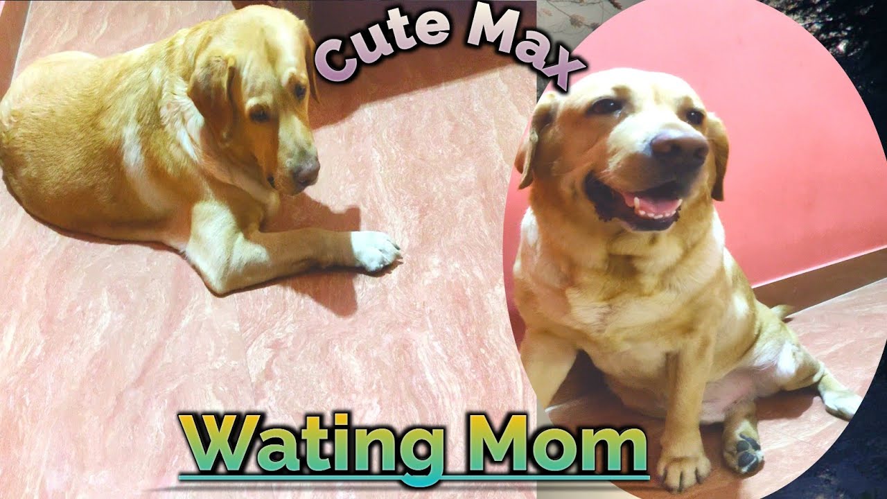 cute little labrador max is waiting for mom to come ️ ! Maa Ko Dekh ...