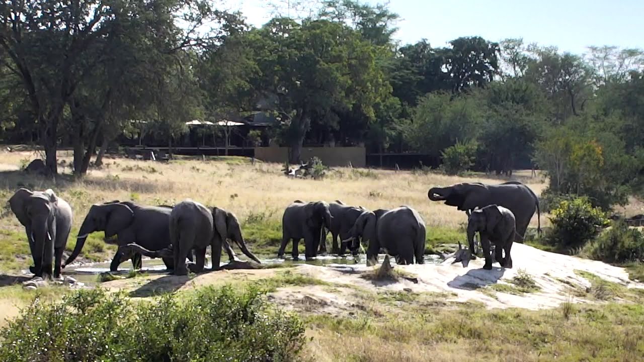 Djuma: Breeding herd of elephants - 05/12/18 - YouTube