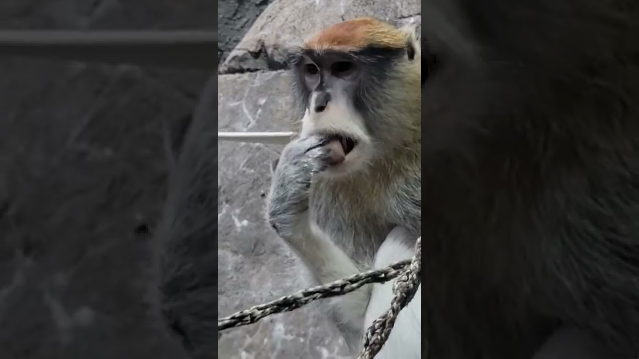 Shock the Monkey - YouTube