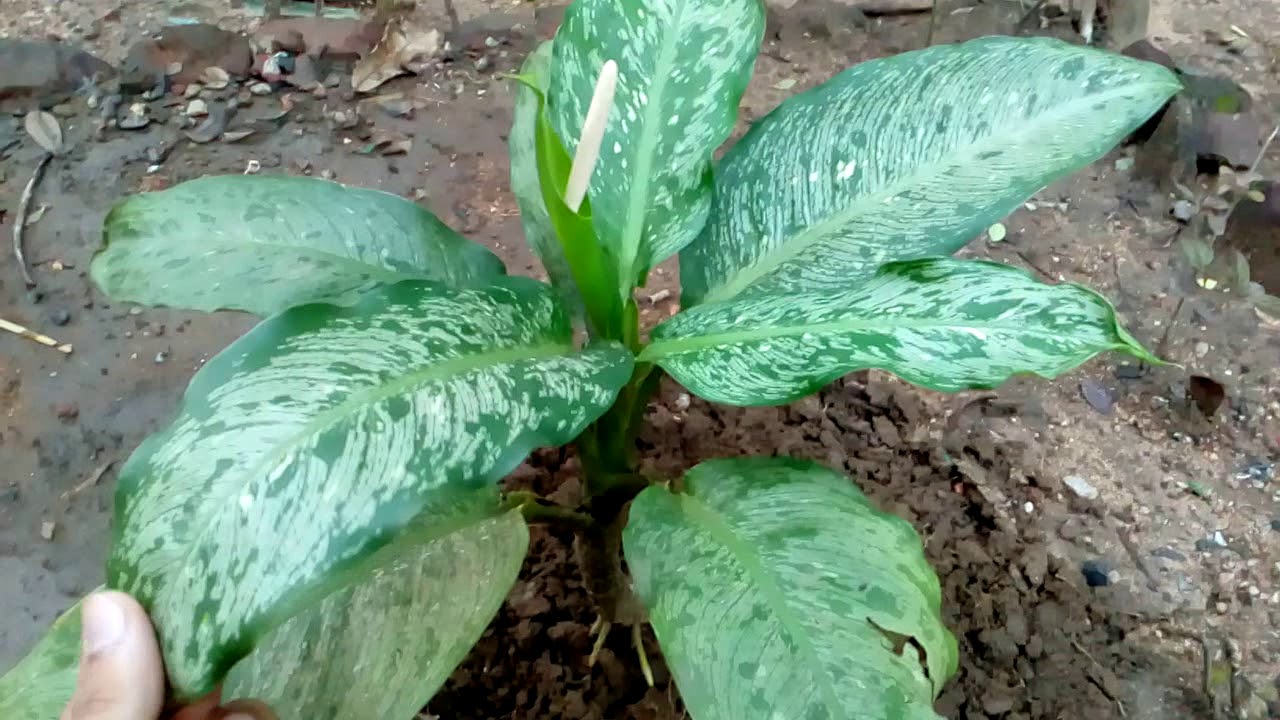 How to grow and care dieffenbachia/ dump cane plant. - YouTube