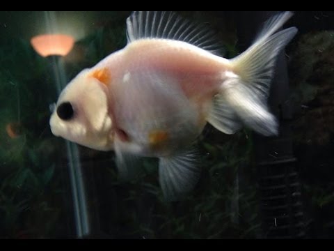 HYBRID GOLDFISH?! Oranda/Ryukin Mix- Tank Update - YouTube